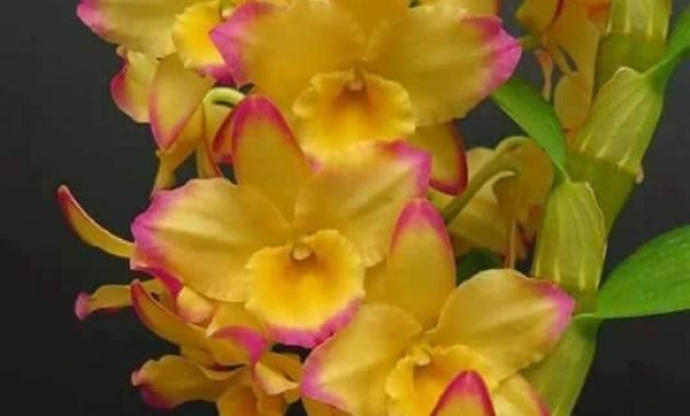 Bagaimana cara menanam bunga anggrek dalam pot