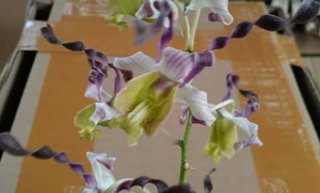 Cara menanam bunga anggrek yg benar