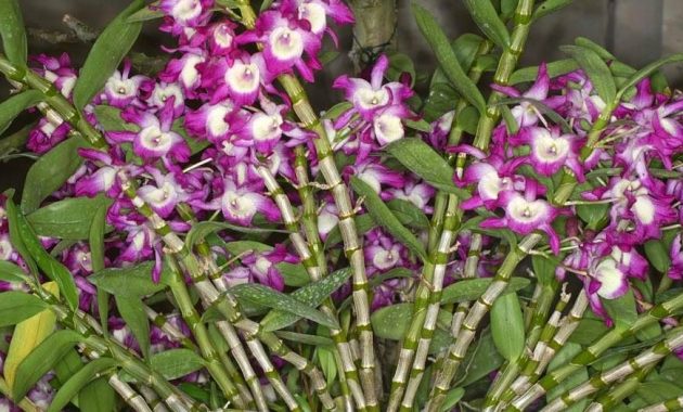 Cara menanam bunga anggrek di tanah