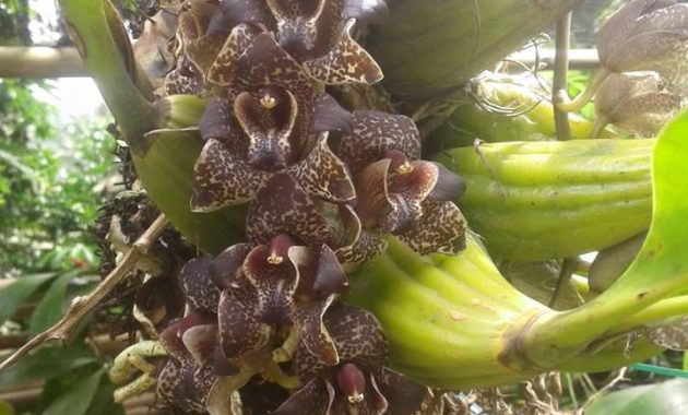 Cara menanam bunga anggrek merpati