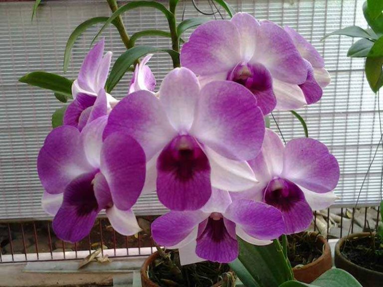 Cara merawat bunga anggrek dendrobium