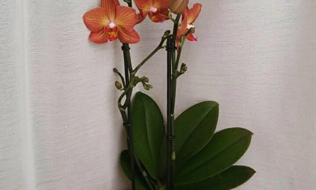 Cara menanam bunga anggrek di pot