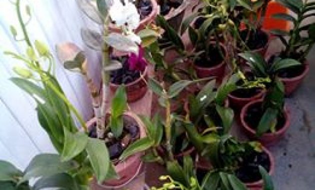 cara menanam bunga anggrek dalam pot