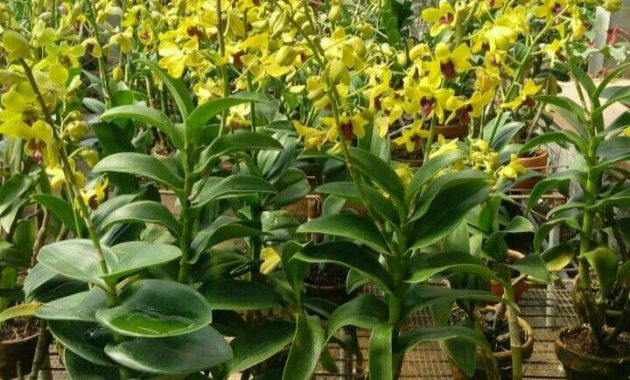 cara menanam bunga anggrek biar cepat berbunga