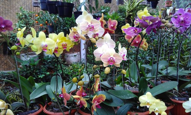 Bagaimana cara menanam bunga anggrek