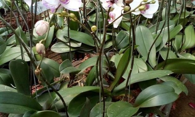 cara menanam dan merawat bunga anggrek