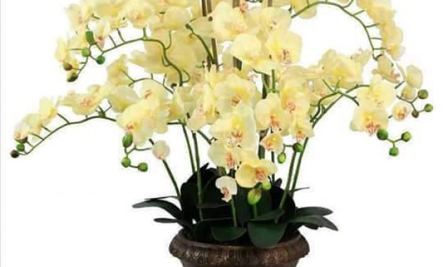 Cara menanam bunga anggrek putih